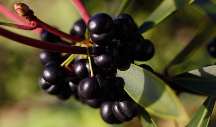 Native Pepperberry 100g