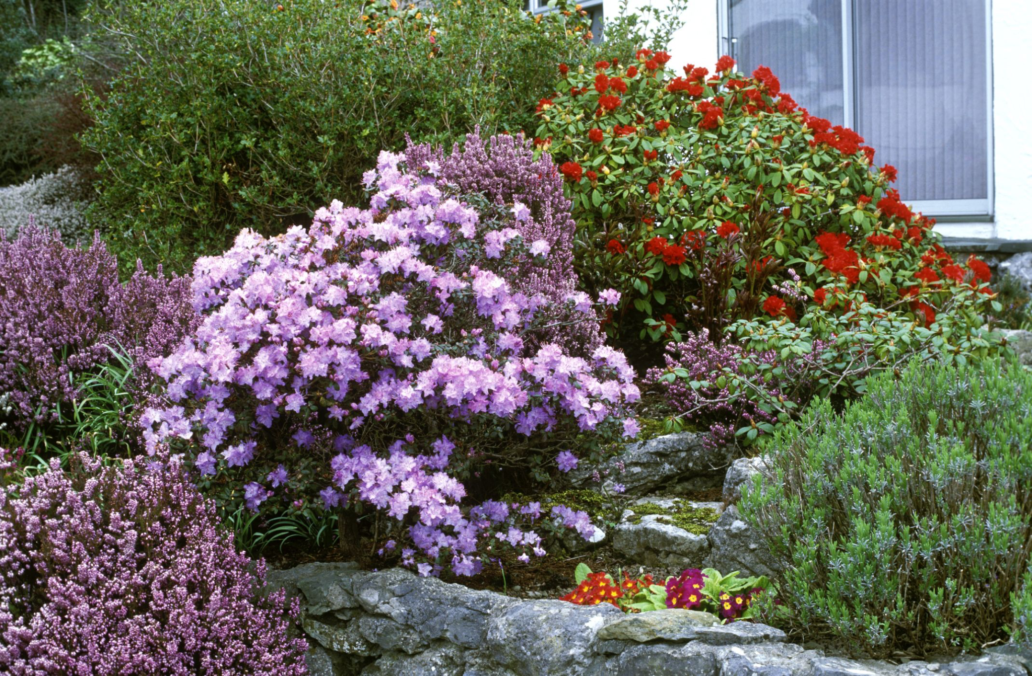 Shrubs