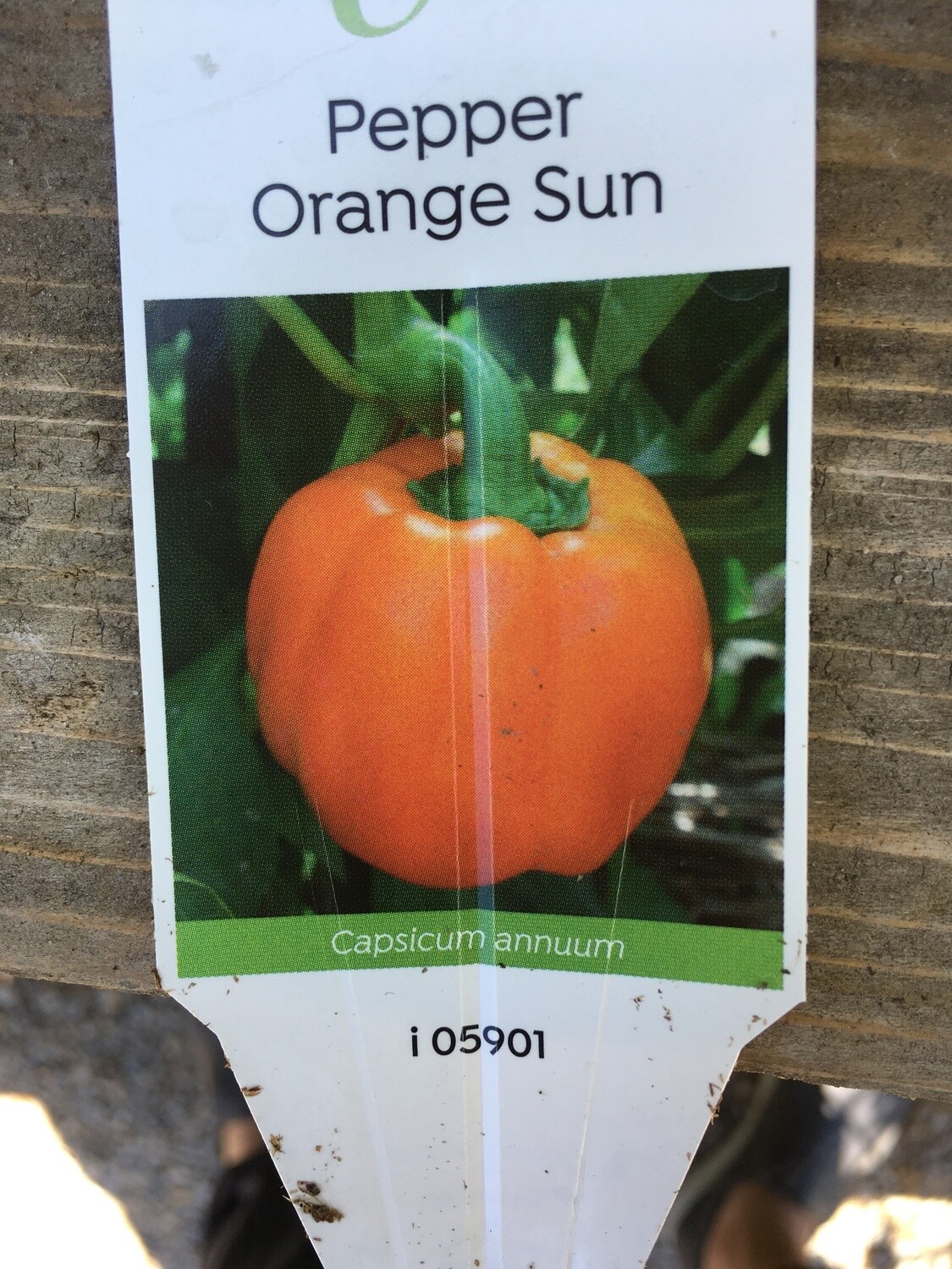 4" Pepper Bell Orange - Soils and Fertilizers - Terra Sol Garden Center ...
