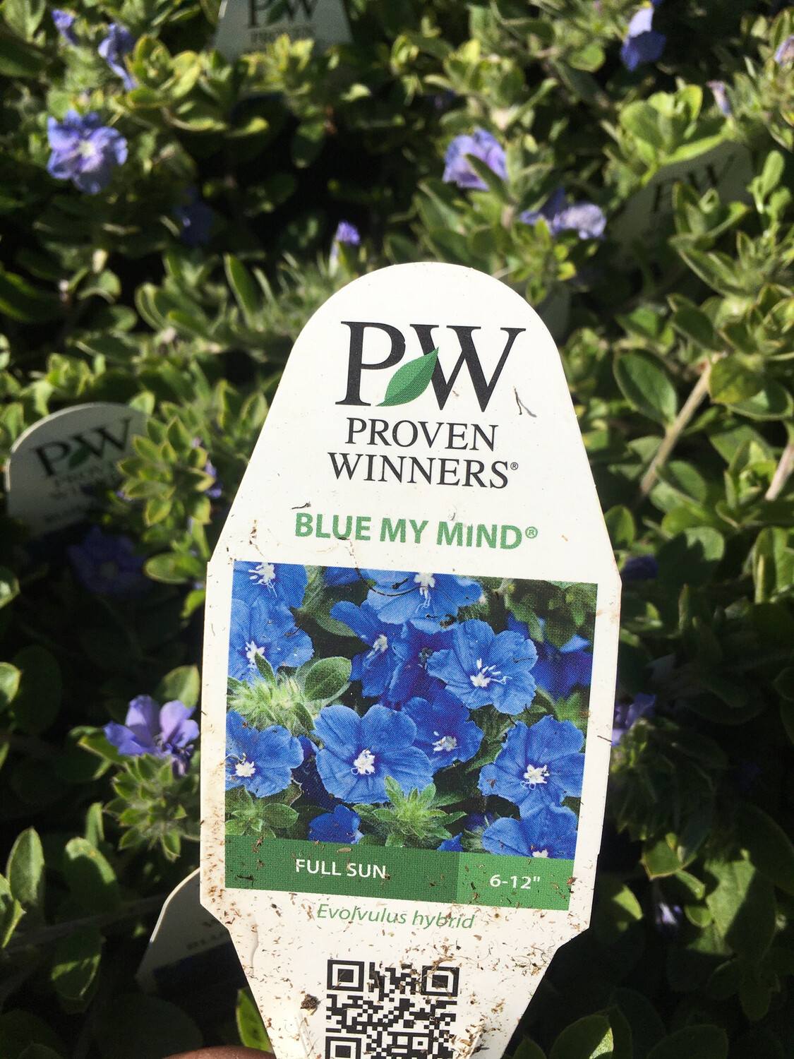 4" Evolvulus Beach Bum Blue - Landscape Plants - Terra Sol Garden ...