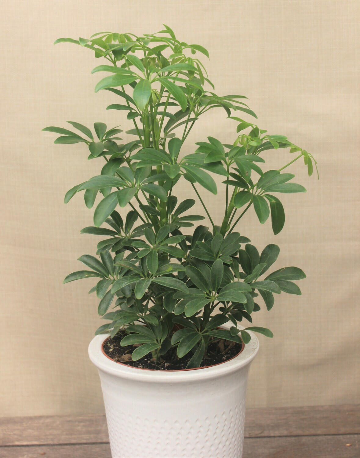 6" Schefflera arboricola 'Mini' (Dwarf Umbrella Tree) - The Gift Shop ...