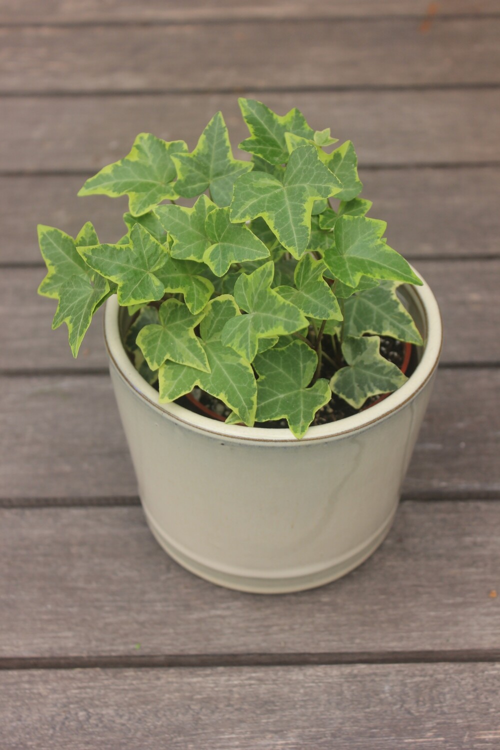 4" Hedera helix 'Gold Child' - Soils and Fertilizers - Terra Sol Garden ...