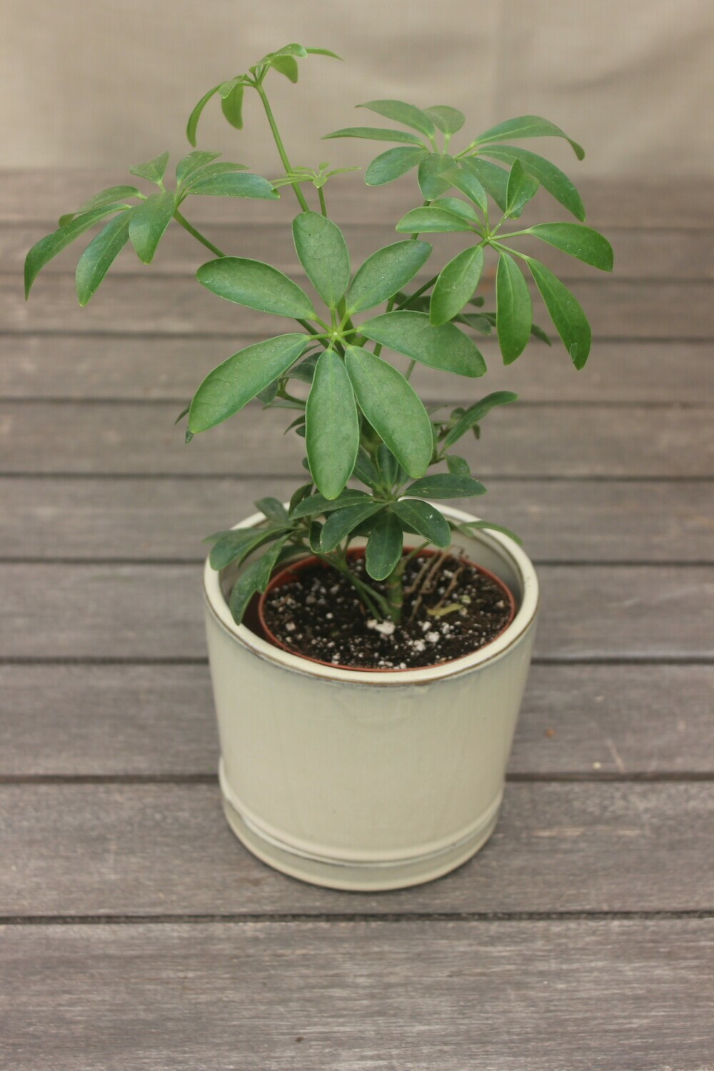 4" Schefflera arboricola 'Mini' (Dwarf Umbrella Tree) - Landscape ...