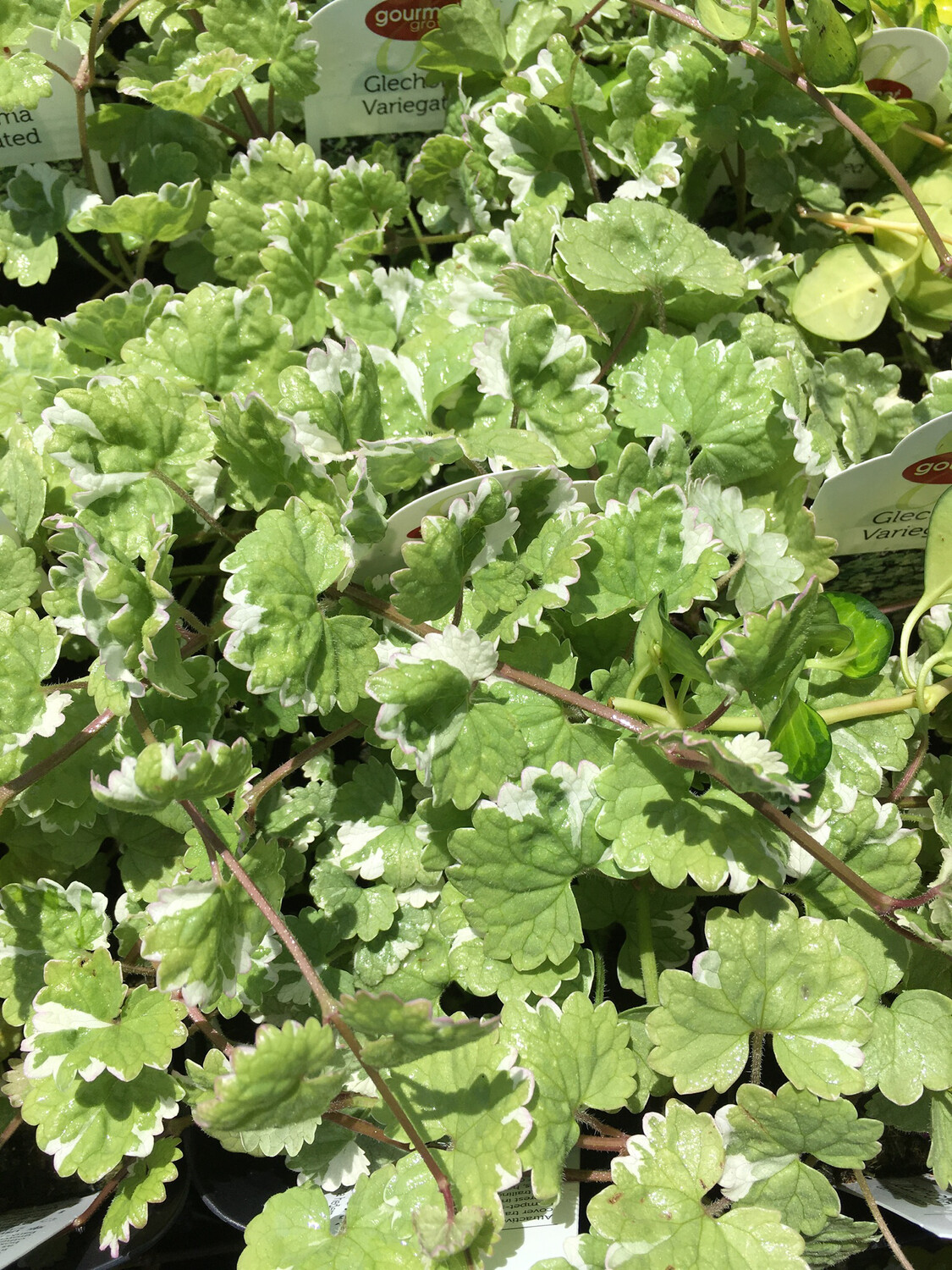 4" Glechoma Variegata - Soils and Fertilizers - Terra Sol Garden Center ...