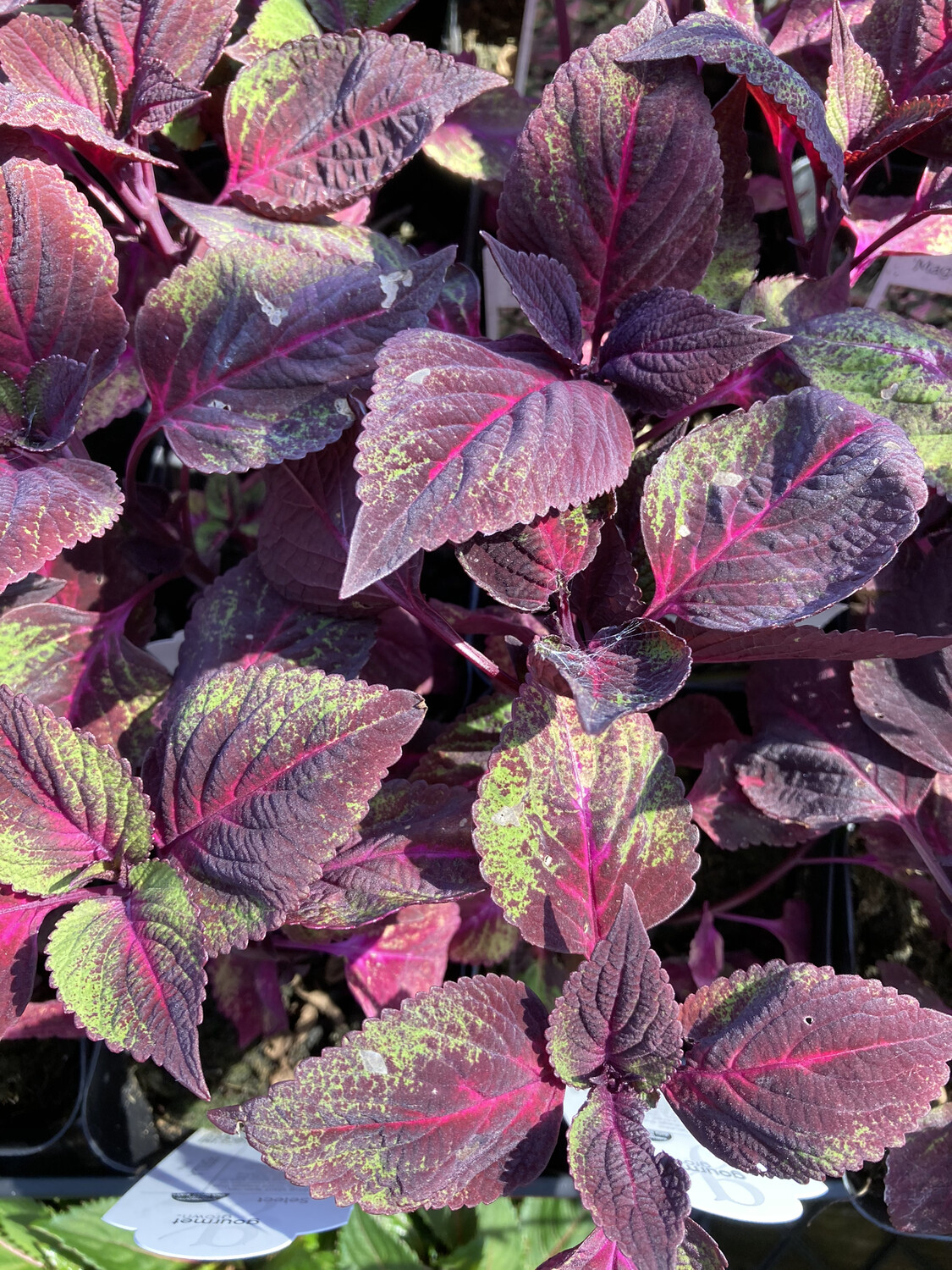 4" Perrilla Magilla - Fruits And Vegetables - Terra Sol Garden Center ...