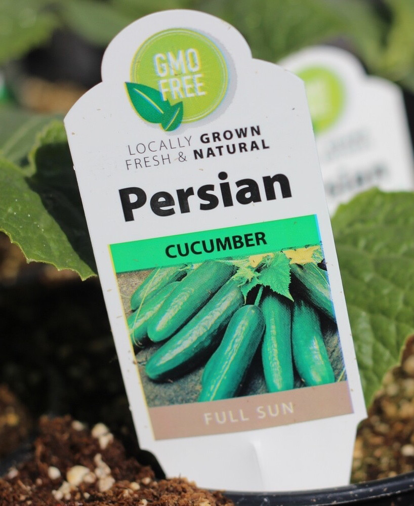 4" Cucumber Persian - Pots - Terra Sol Garden Center , Santa Barbara
