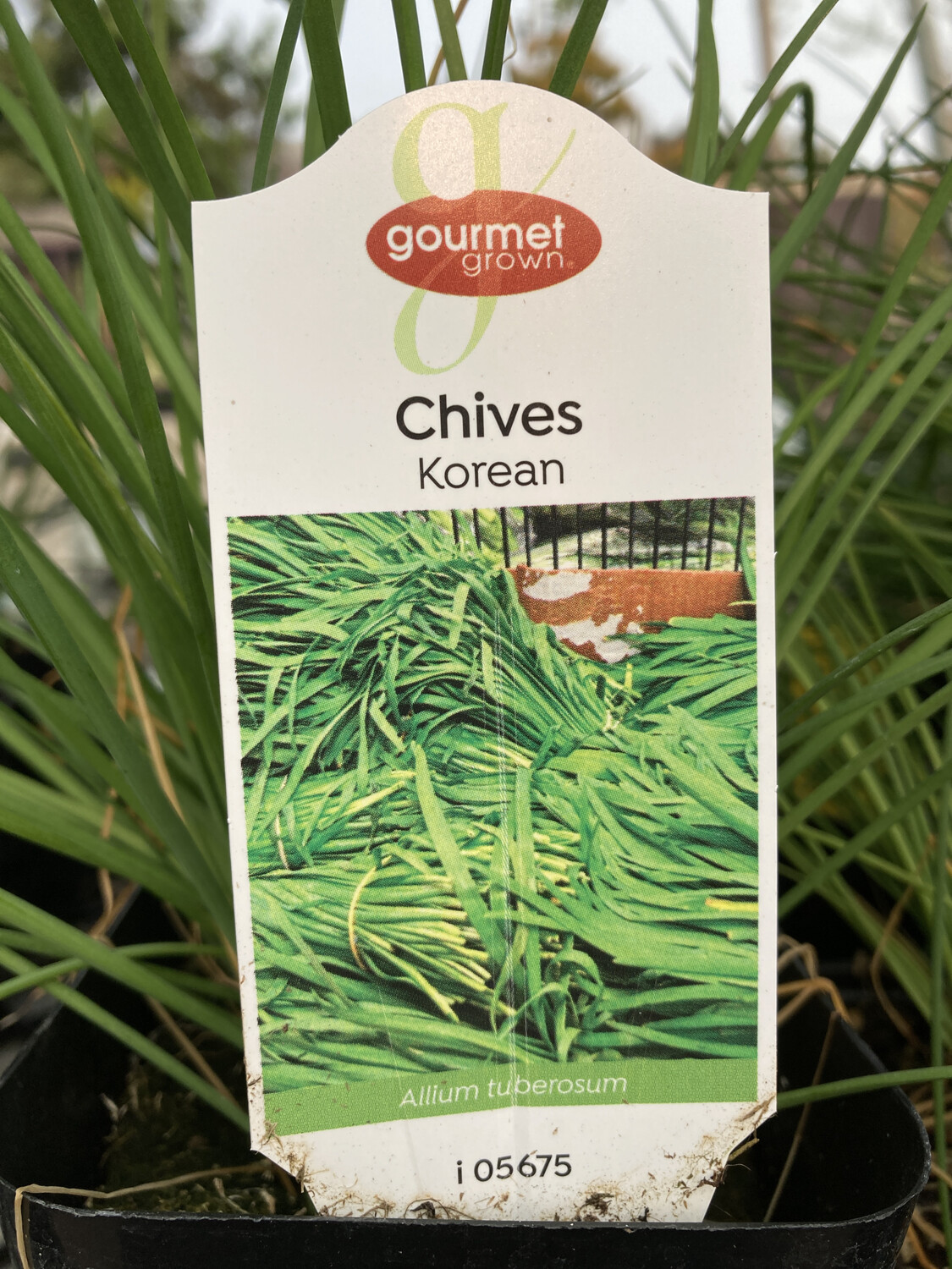4" Chives Korean - Fruits And Vegetables - Terra Sol Garden Center ...