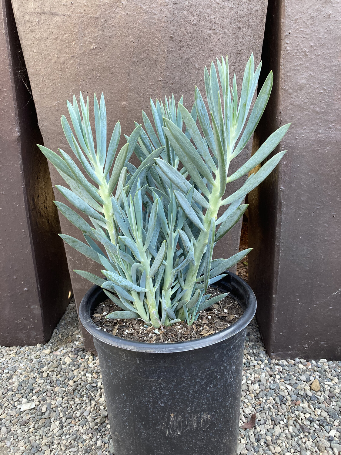 5 gal Senecio ‘Skyscraper’ - Succulent - Terra Sol Garden Center ...