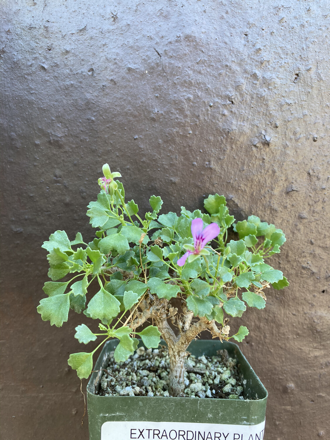 4” Pelargonium xerophyton (Desert Geranium) - Succulent - Terra Sol ...