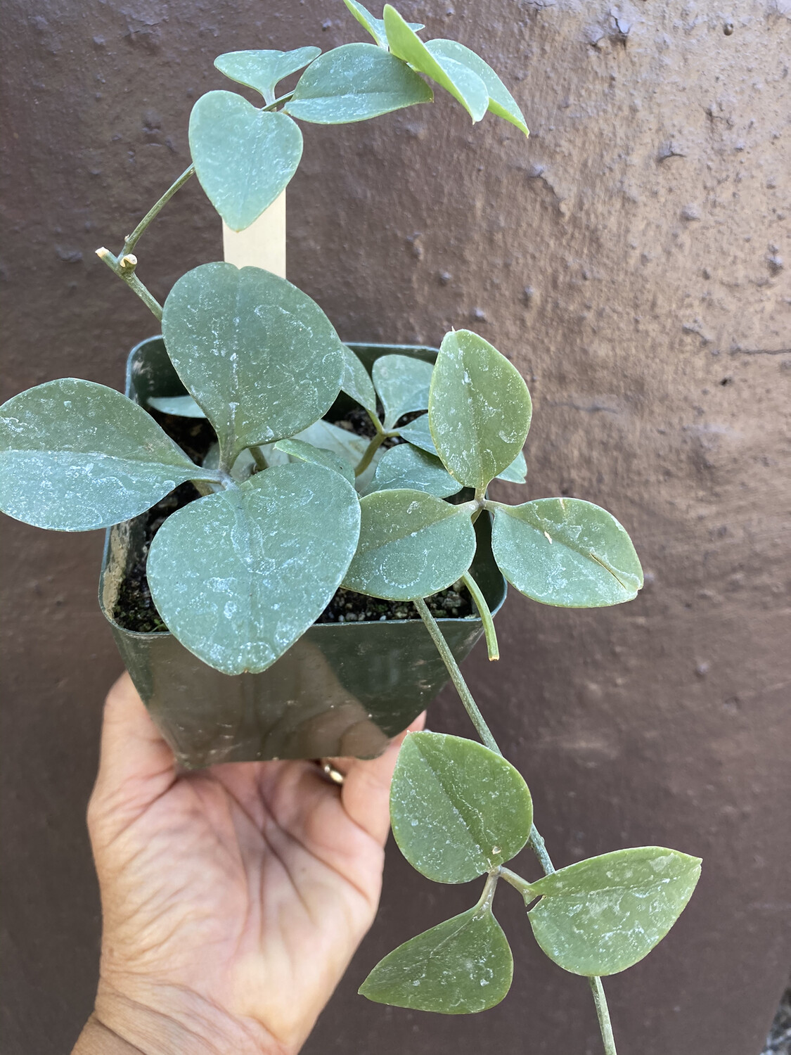 4” Neoalsomitra sarcophylla - Succulent - Terra Sol Garden Center ...