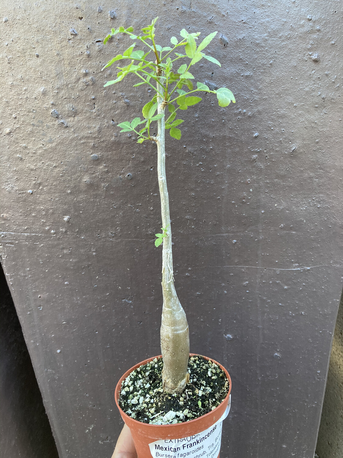 4” Bursera fagaroides (Mexican frankincense) - Store - Terra Sol Garden ...