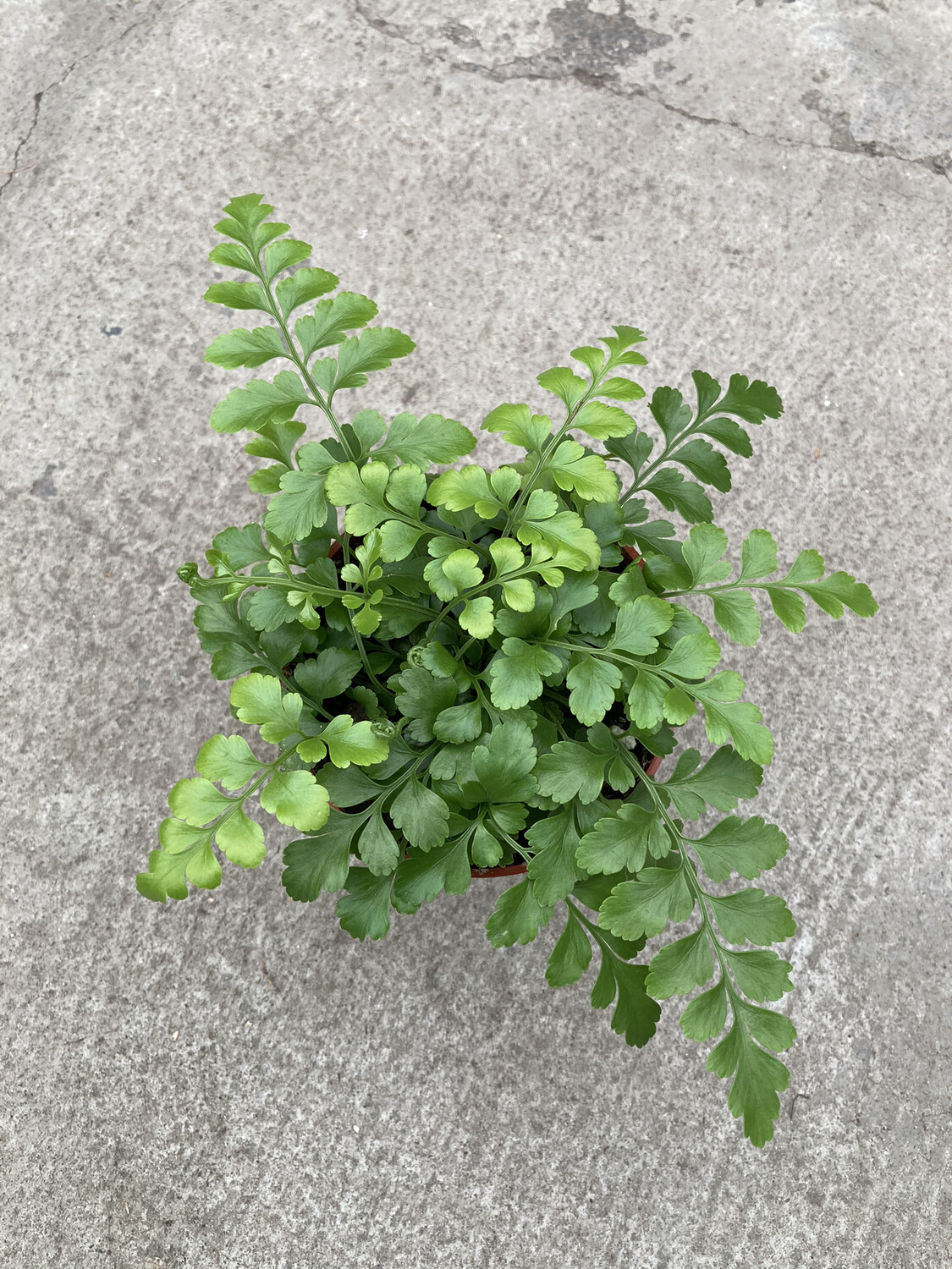 4" Asplenium dimorphum x difforme ' Austral Gem' - Store - Terra Sol ...