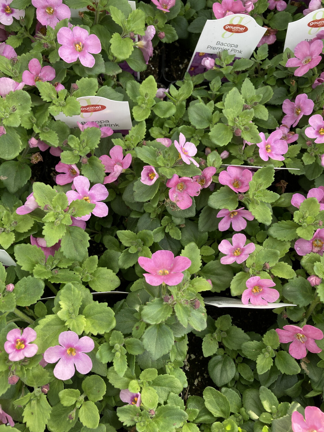 4" Bacopa Premier Pink - Soils and Fertilizers - Terra Sol Garden ...
