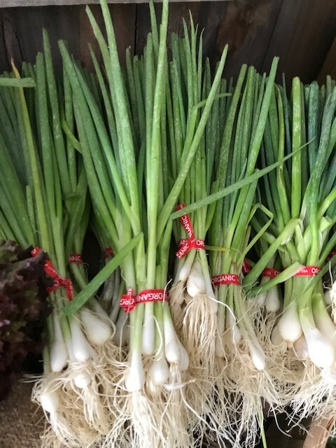 Scallions - Bunch