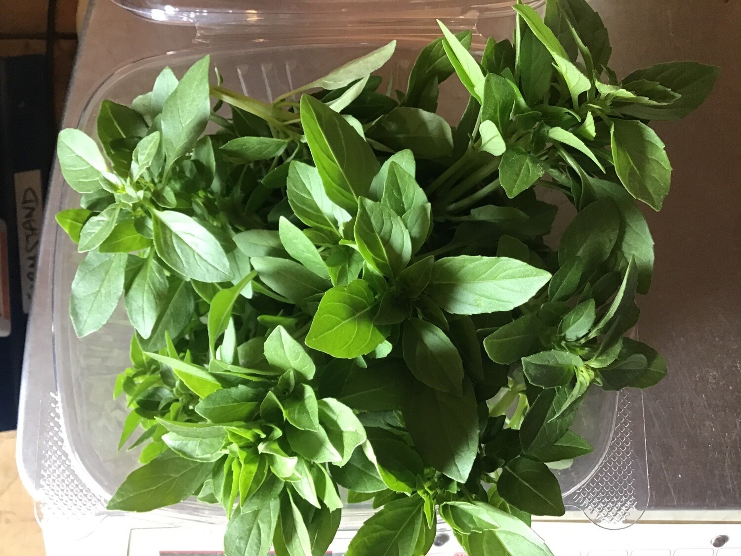 Fino Verde Basil - Large Clamshell