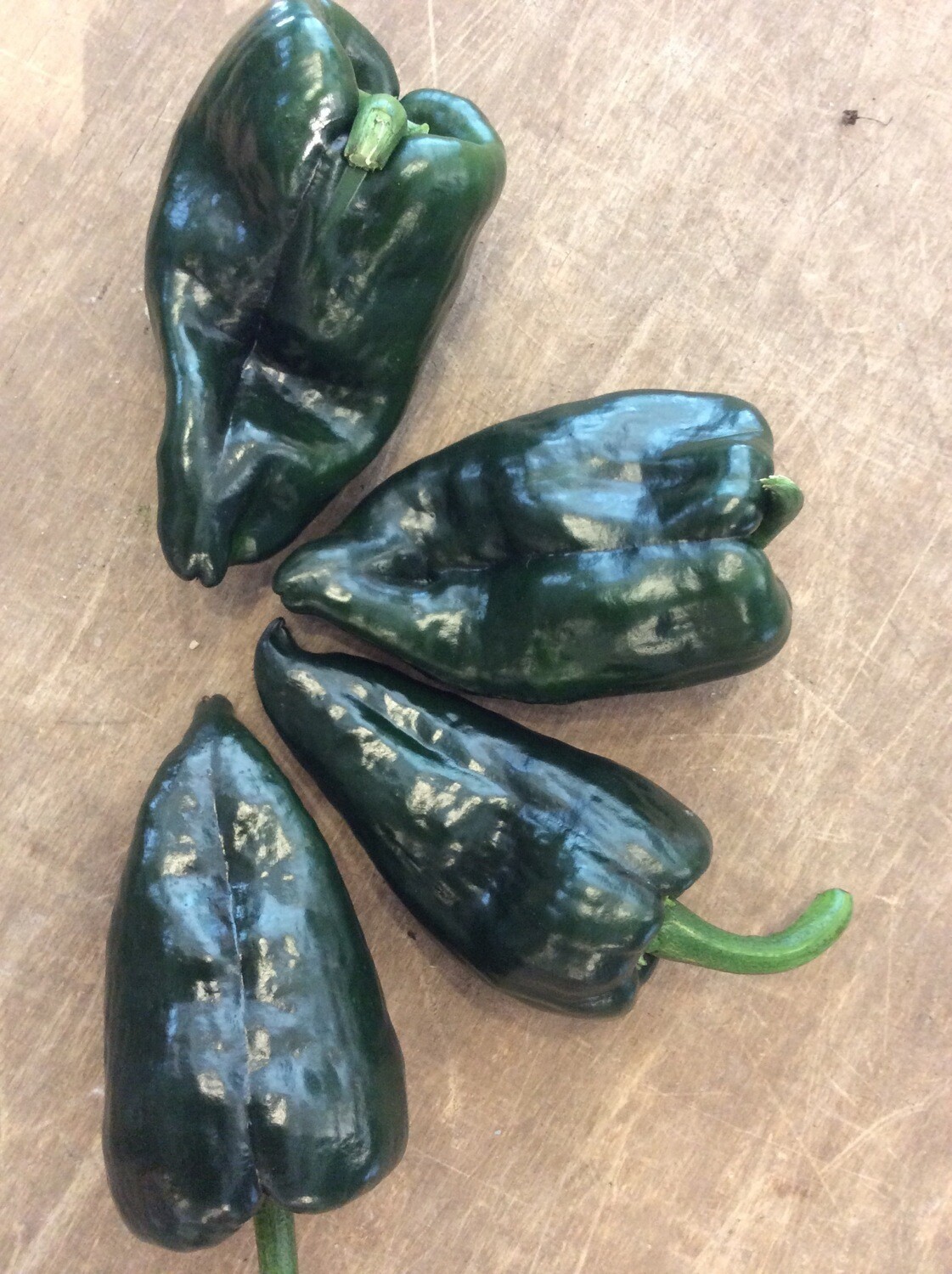 Poblano Hot Pepper