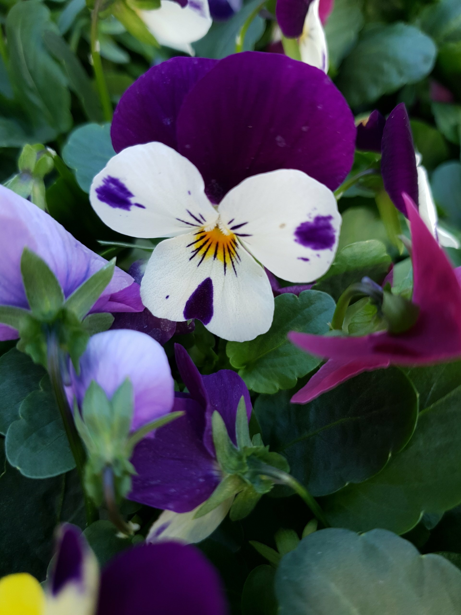 Les plantes d'automne