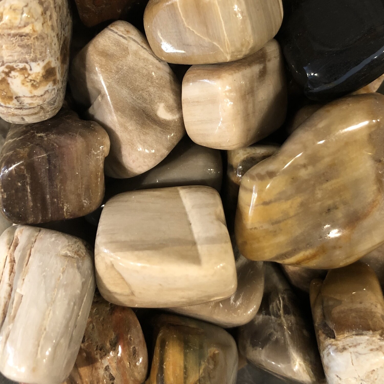 Petrified Wood Tumbled