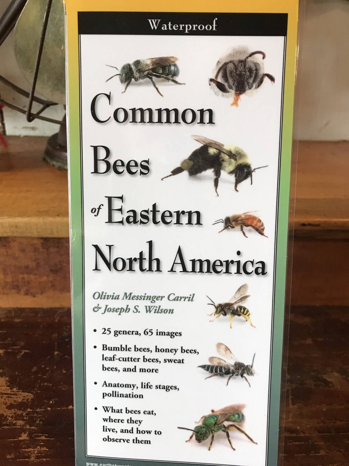Common Bees of Eastern North America