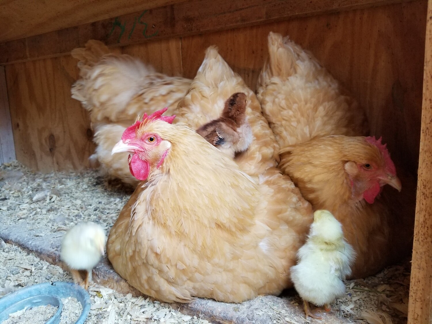 American Buff Orpingtons. FEMALE CHICKS. 4/21/23