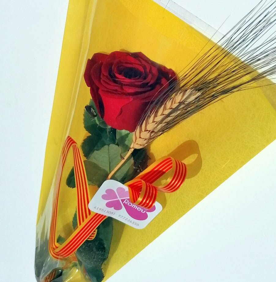 Rosa vermella Sant Jordi