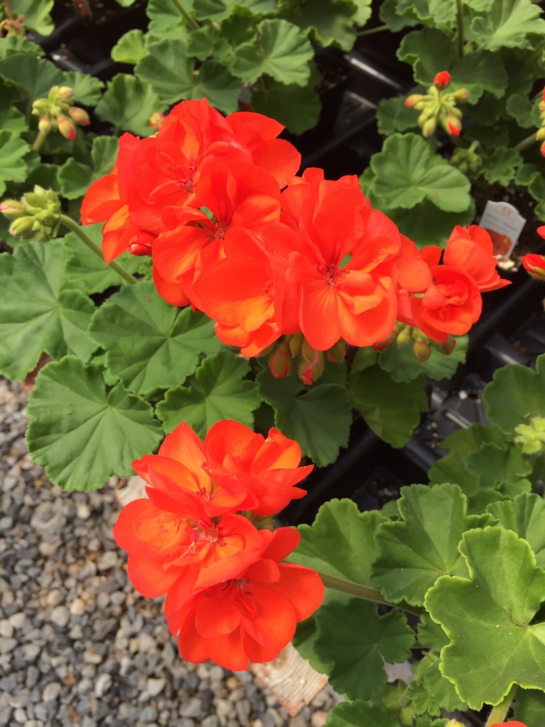 Geranium - Patriot Orange