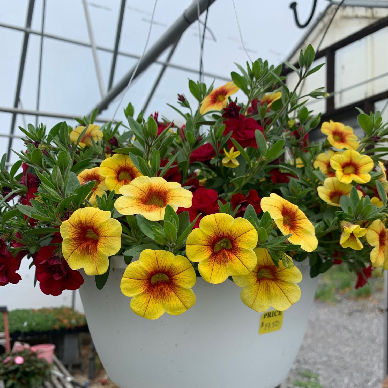 10” Hanging Basket Calibrachoa Double Red And Calibrachoa Aloha Kona ...