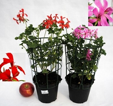 GERANI PARIGINI Pelargonium vaso 14 cm