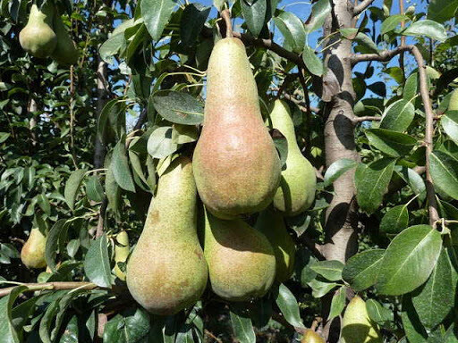 Pero Abate Fetel- Pera - Pyrus communis - v21