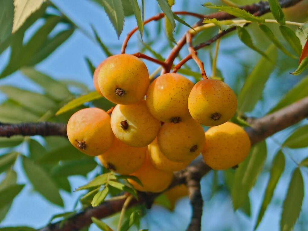BANDO REGIONE ER Sorbo domestico Sorbus Domestica