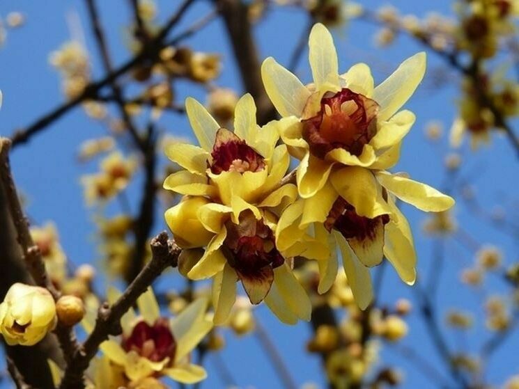 Calicanto d'inverno, Callicanthus praecox, Chimonanthus praecox - vaso ...
