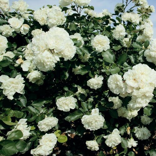 Rosa Rose - Paesaggistiche - Meilland White Meidiland