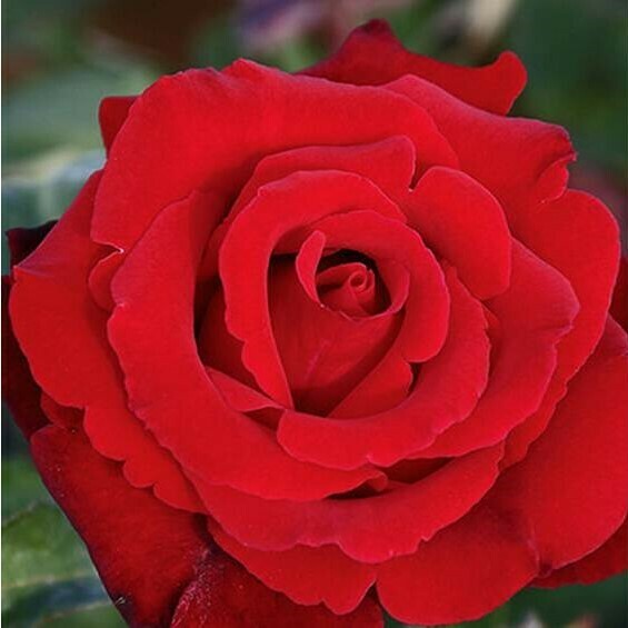 Rosa Rose - Grandi Fiori - Meilland Marcel Pagnol®