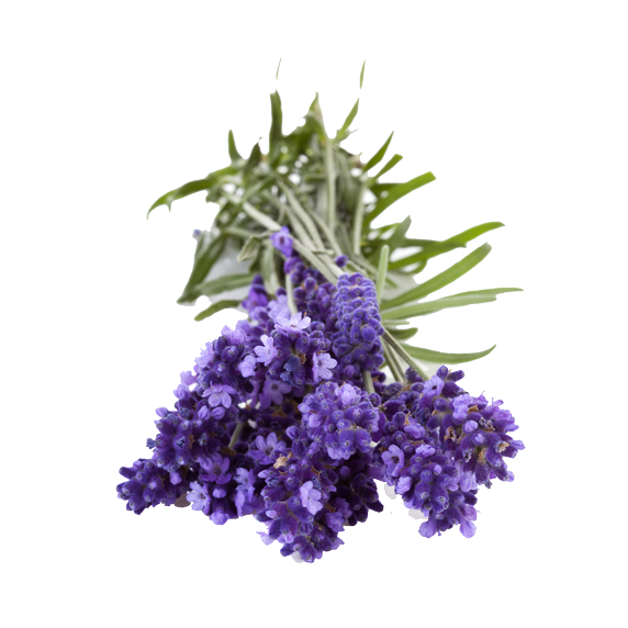 LAVANDA ANGUSTIFOLIA “HIDCOTE BLUE” - v24 LAVANDA NANA