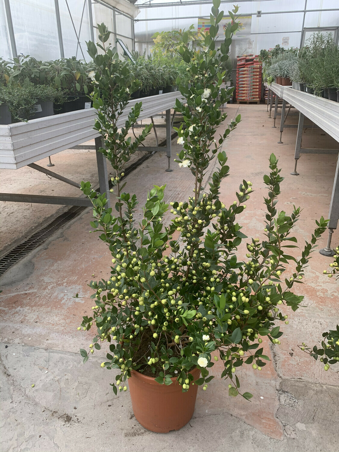 MIRTO COMUNE - Myrtus communis - v24