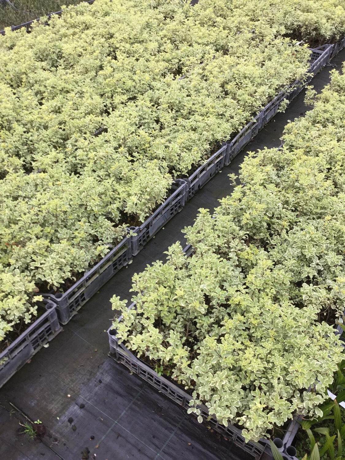 Pittosporum heterophyllum 'Variegatum', Pittosporo variegato, Pitosforo ...