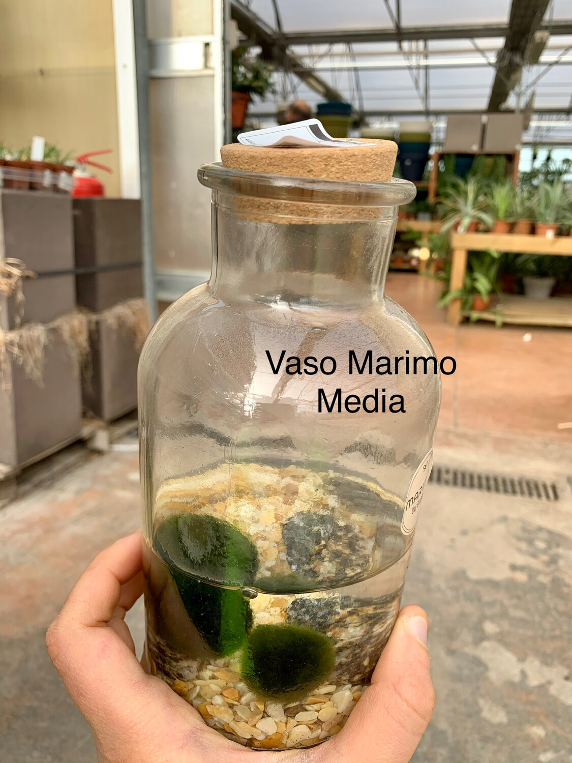 MARIMO- Aegagropila linnaei - ALGA PALLA