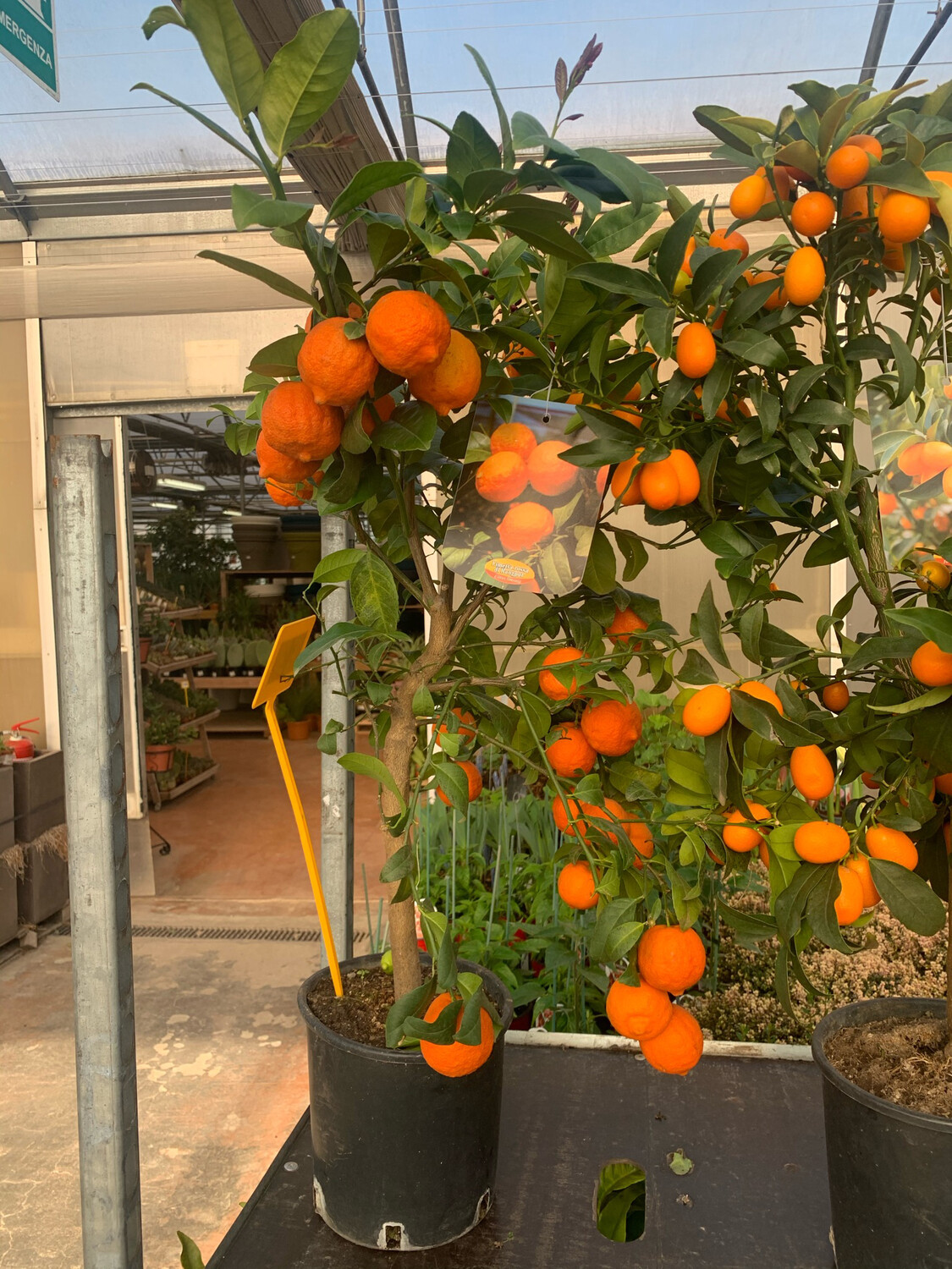 Citrus limonia - Limetta Rossa Di Rangpur - vaso 21 cm