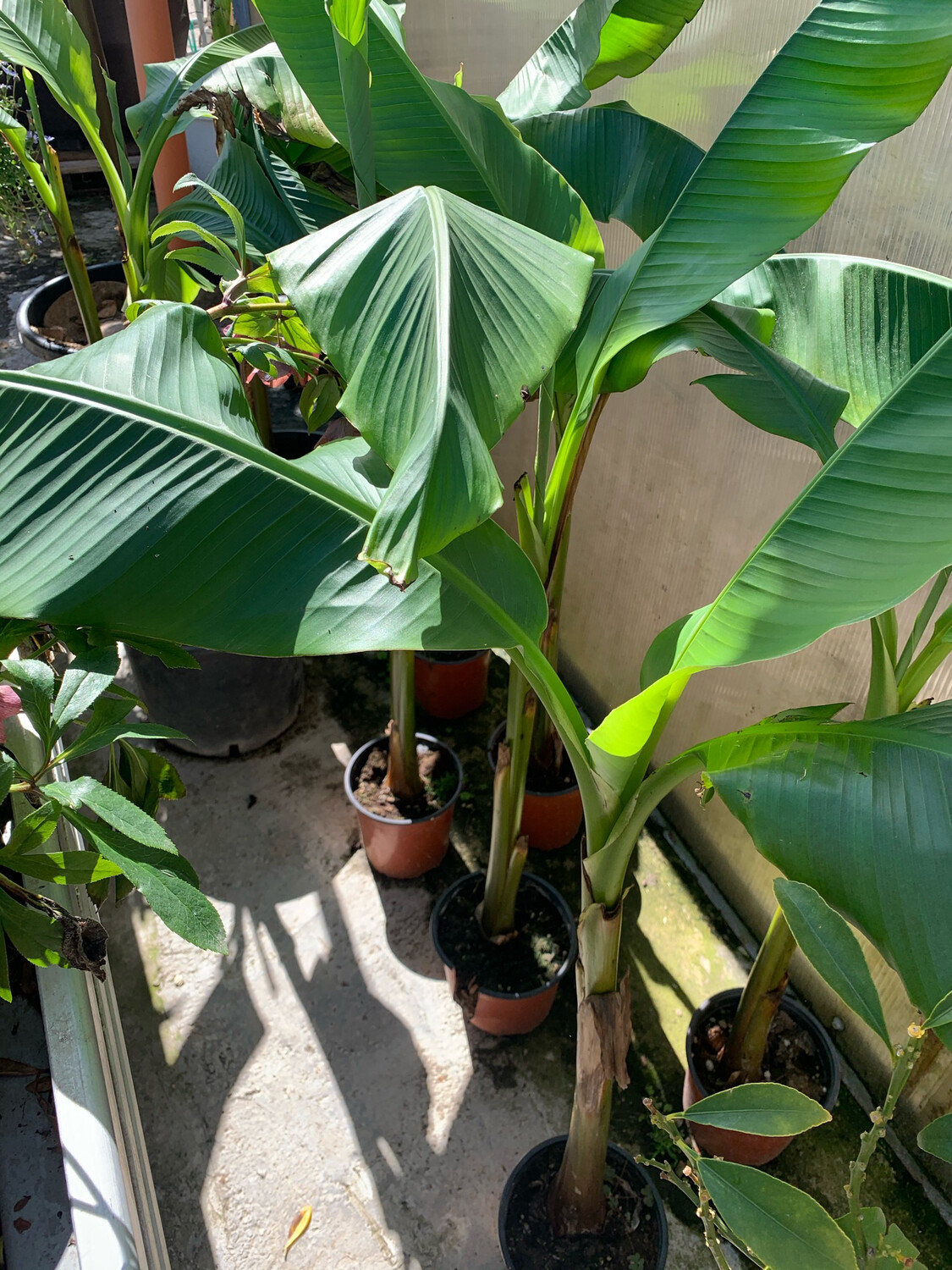 Musa basjoo (Banano nano giapponese) v21 h 120