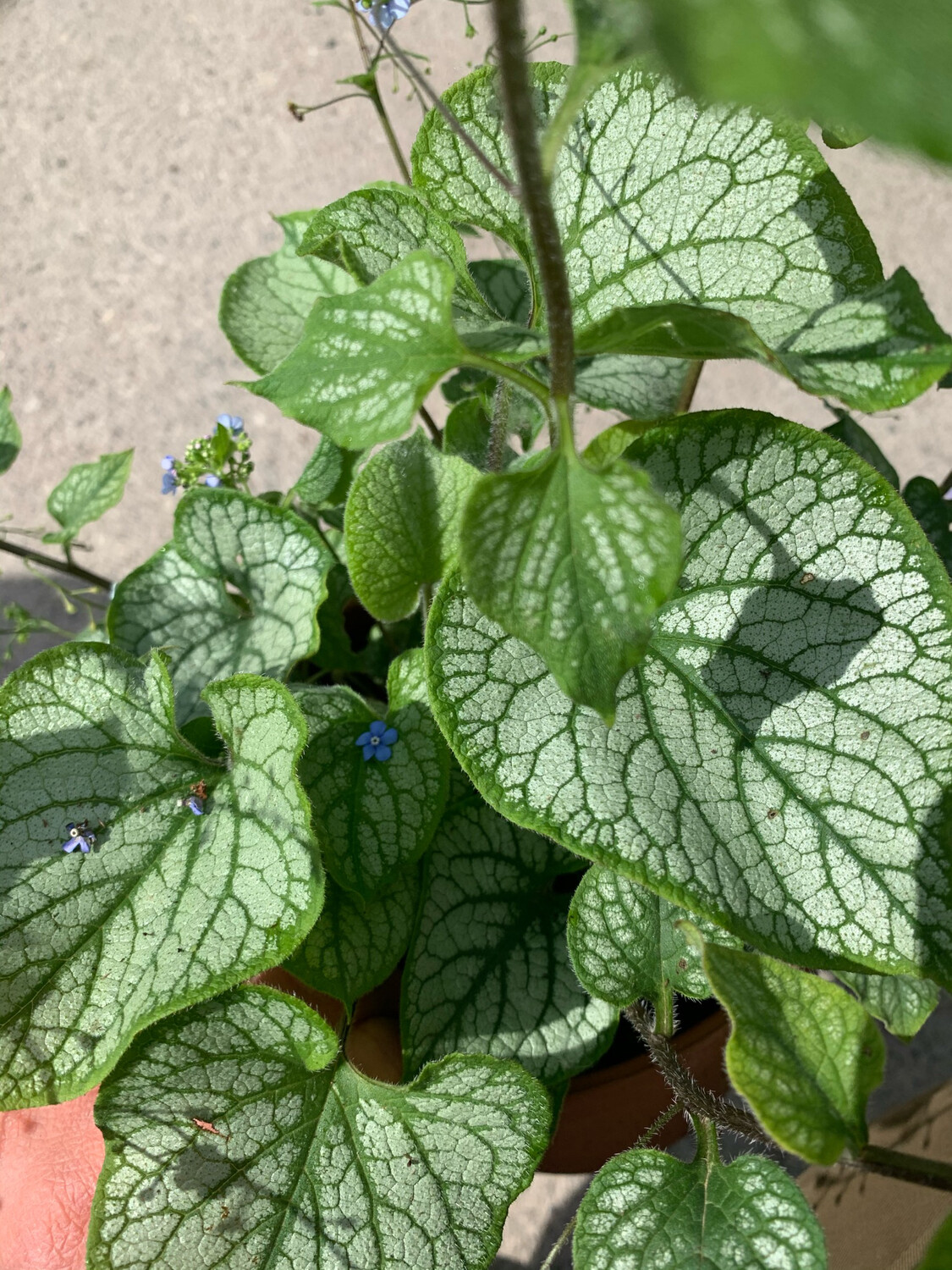 Brunnera macrophylla ' Silver Spear ' - vaso 17 cm
