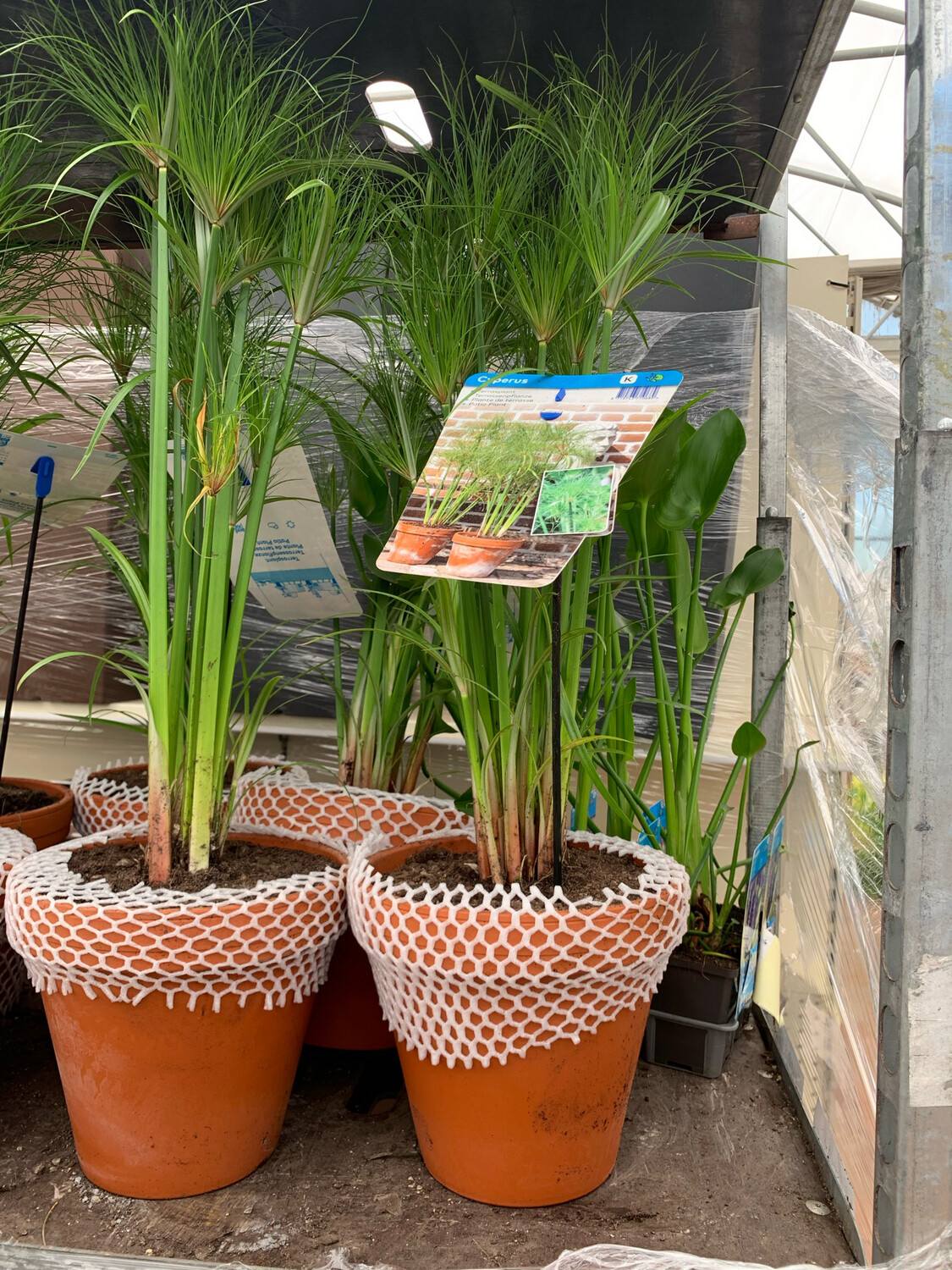 Papiro Nano. Cyperus Percamenthus vaso 24