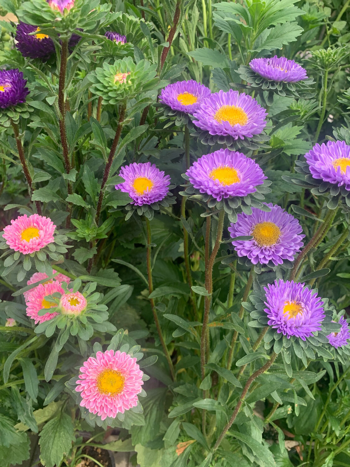 Astro Aster Novi Belgii Settembrino vaso 11