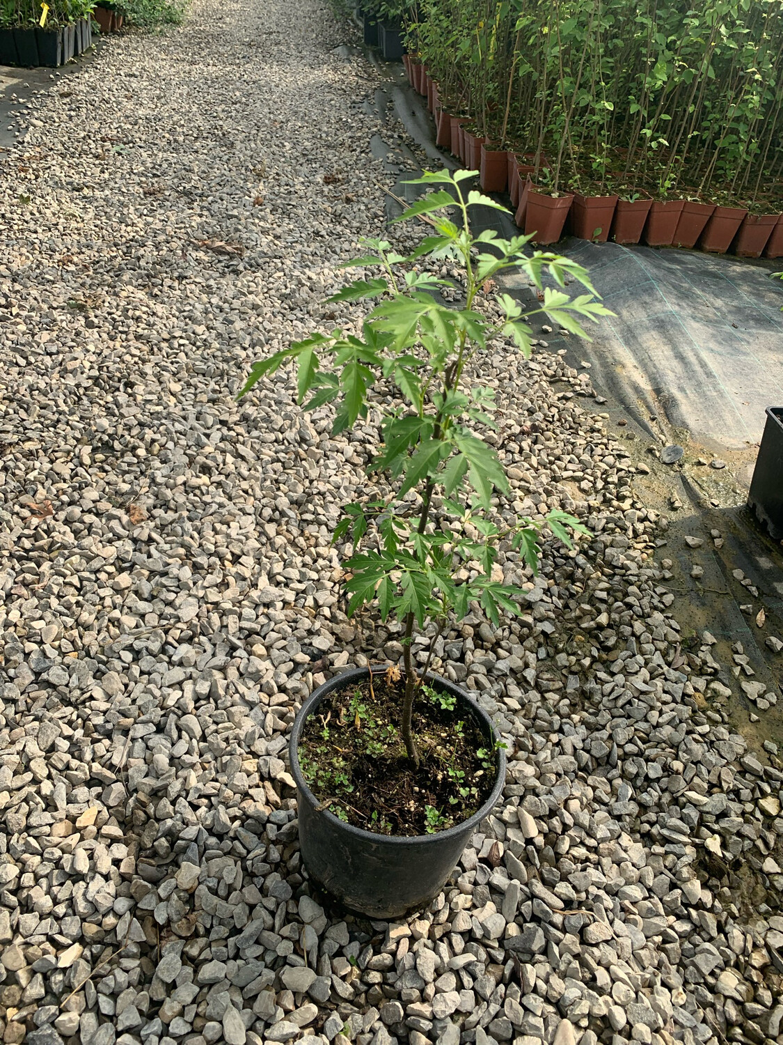 Azadirachta indica - Albero di Neem - vaso 2 litri