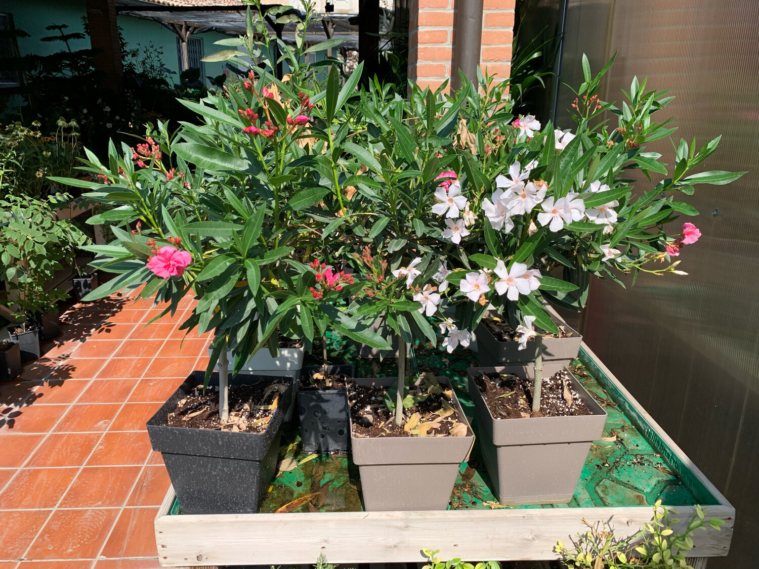 Nerium Oleander Oleandro mini alberetto vaso 24 cm