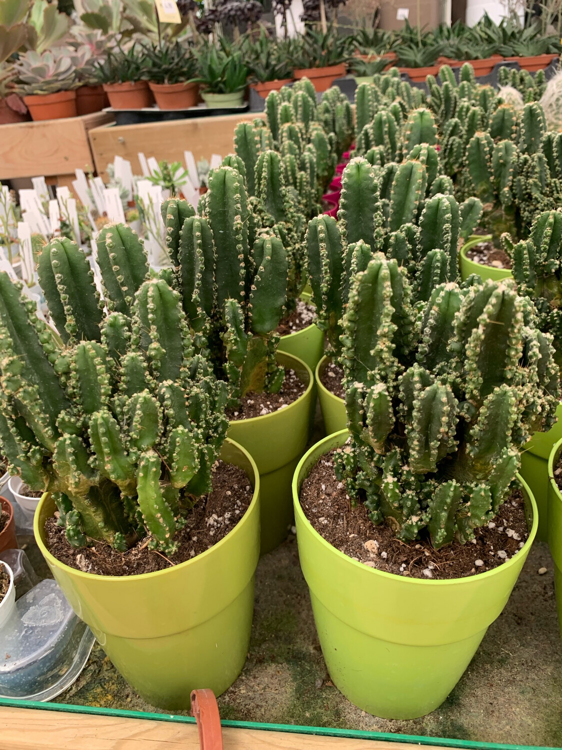 Cereus repandus - Cereus Florida Paolina - vaso 14