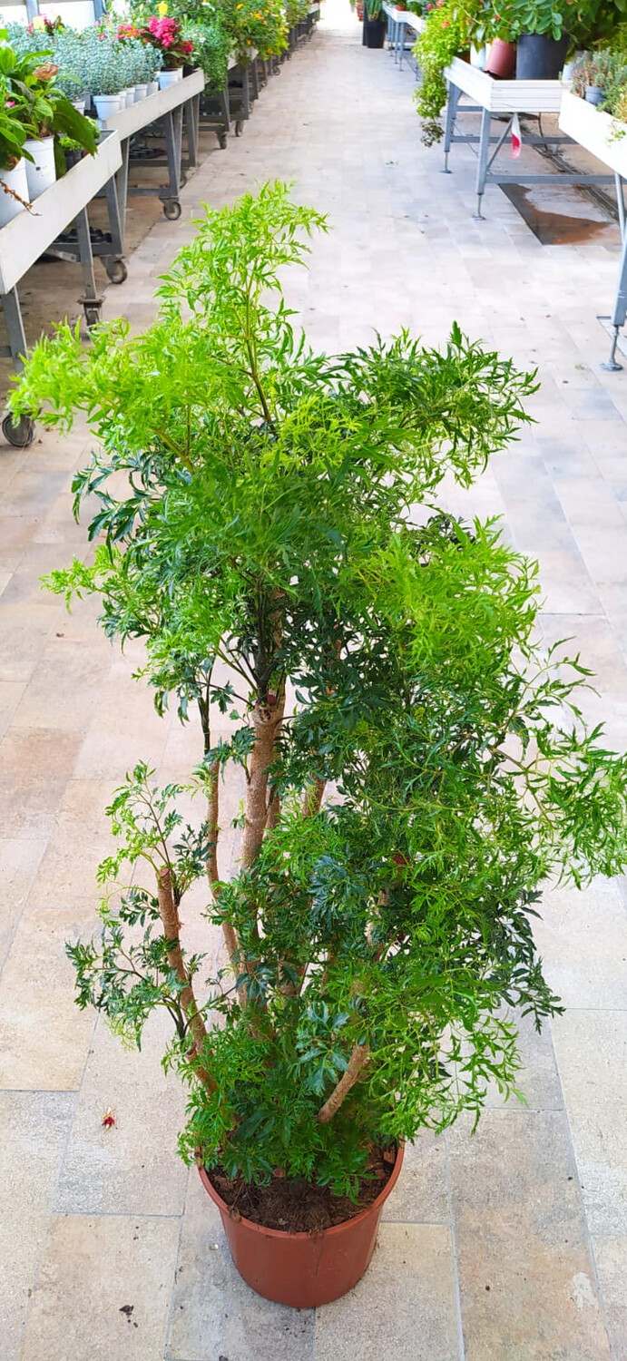 Polyscias Poliscias Ming vaso 21 h110