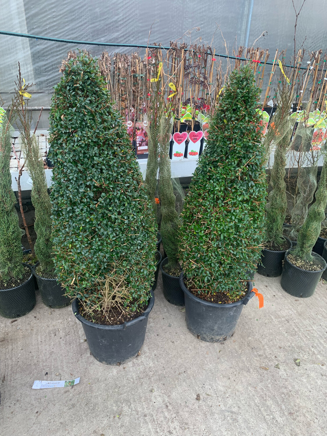 Ligustrum jonandrum, ligustro a piramide - vaso Ø30 cm