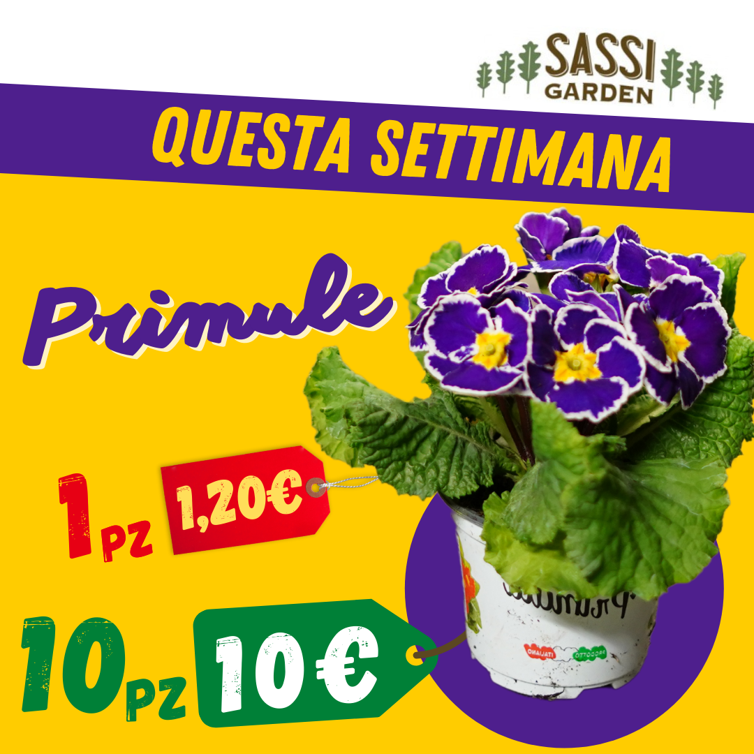 Primula, Primule Acaulis vaso Ø 10 cm