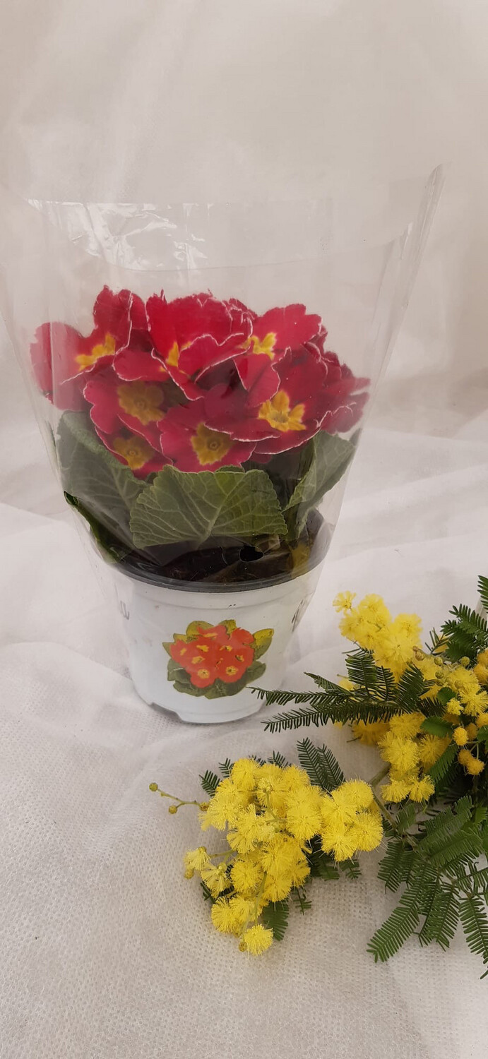 Primule - Primula Acaulis - vaso 10 + busta cellophane