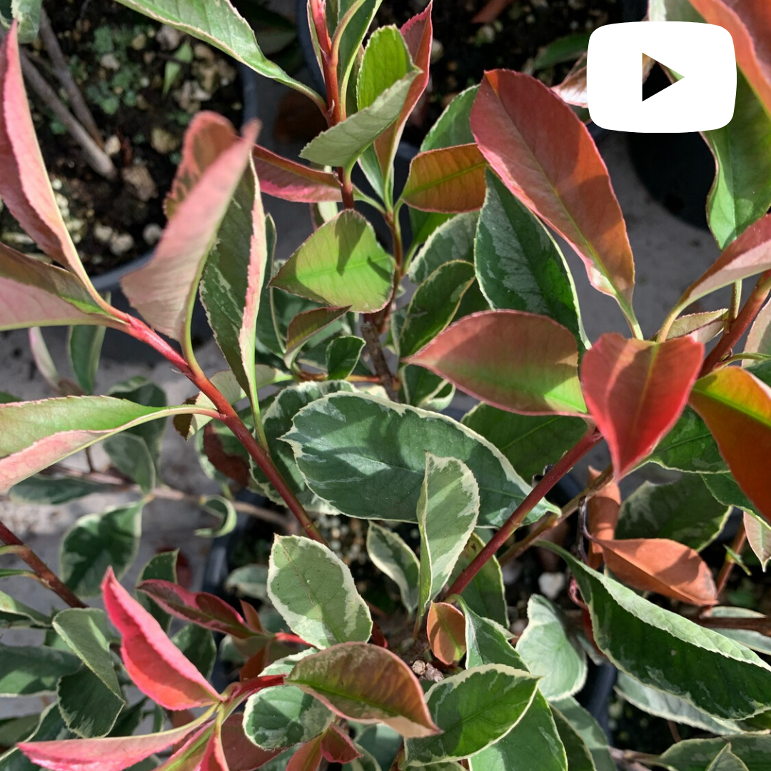 Photinia VARIEGATA PINK LADY siepe vaso 18 Fotinia